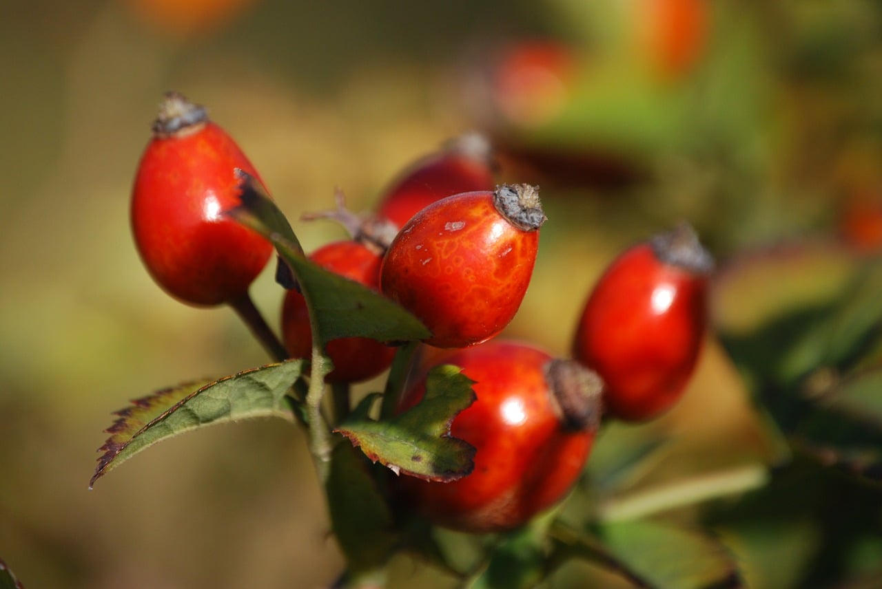 Rosehip Syrup Recipe - Daily Tea Time