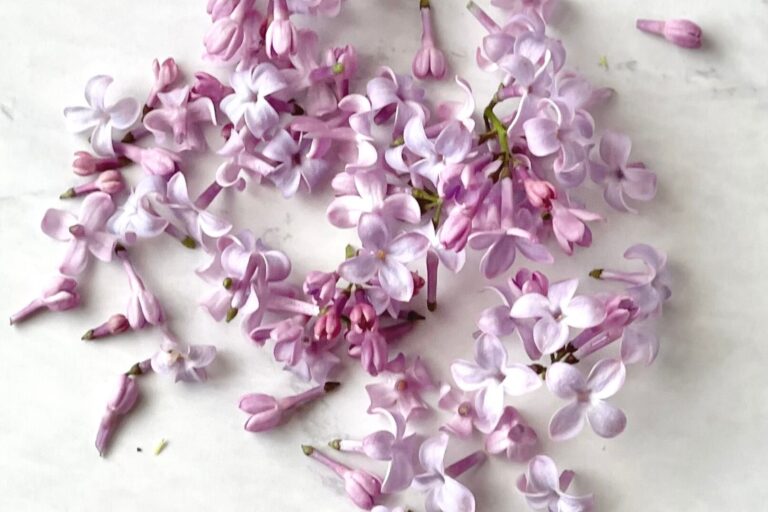 How to Make Lilac Tea - Daily Tea Time