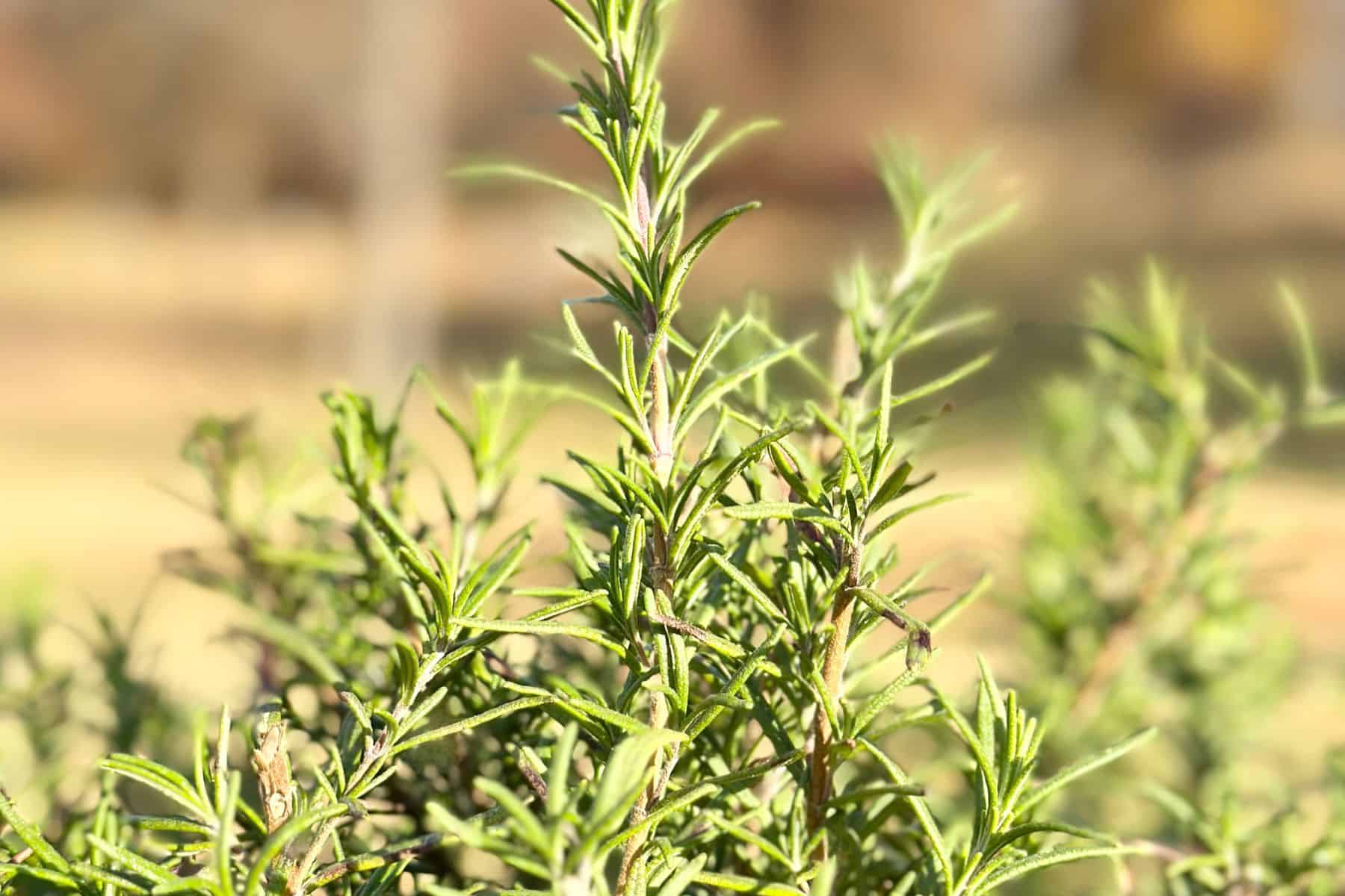 How to Make Rosemary Tea - Daily Tea Time