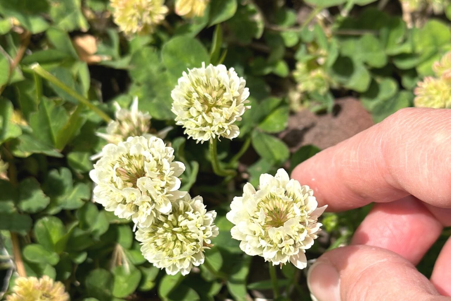 How to Make White Clover Tea (Hot or Iced) - Daily Tea Time