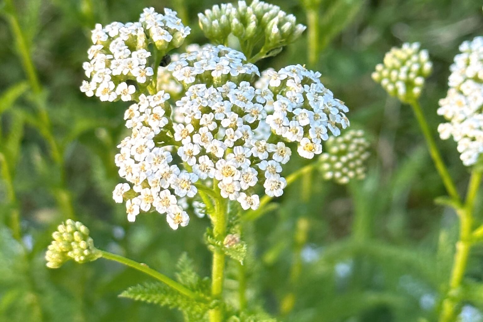 How to Make Yarrow Tea - Daily Tea Time