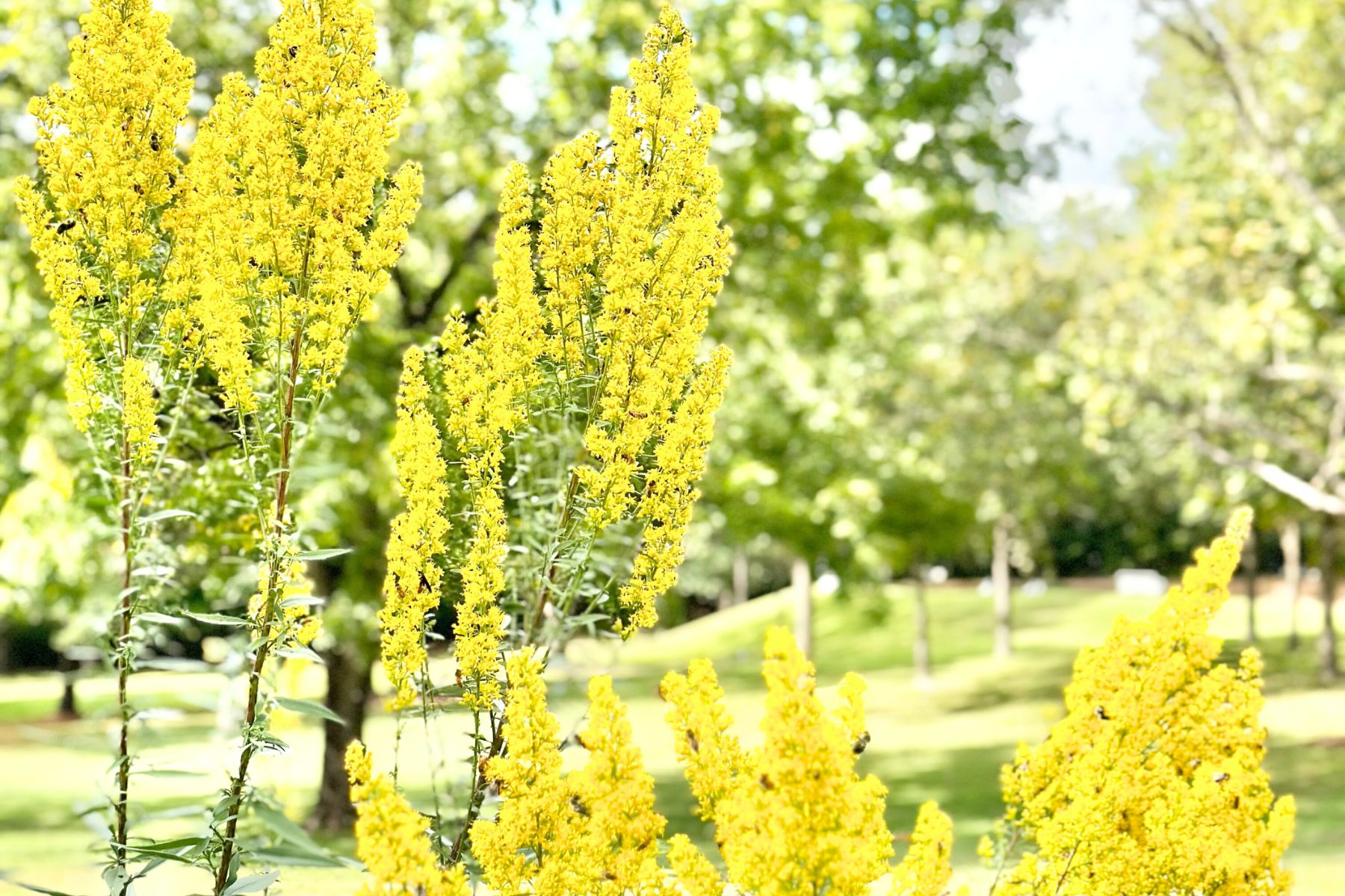 Homemade Goldenrod Tea Recipe (hot or iced) - Daily Tea Time