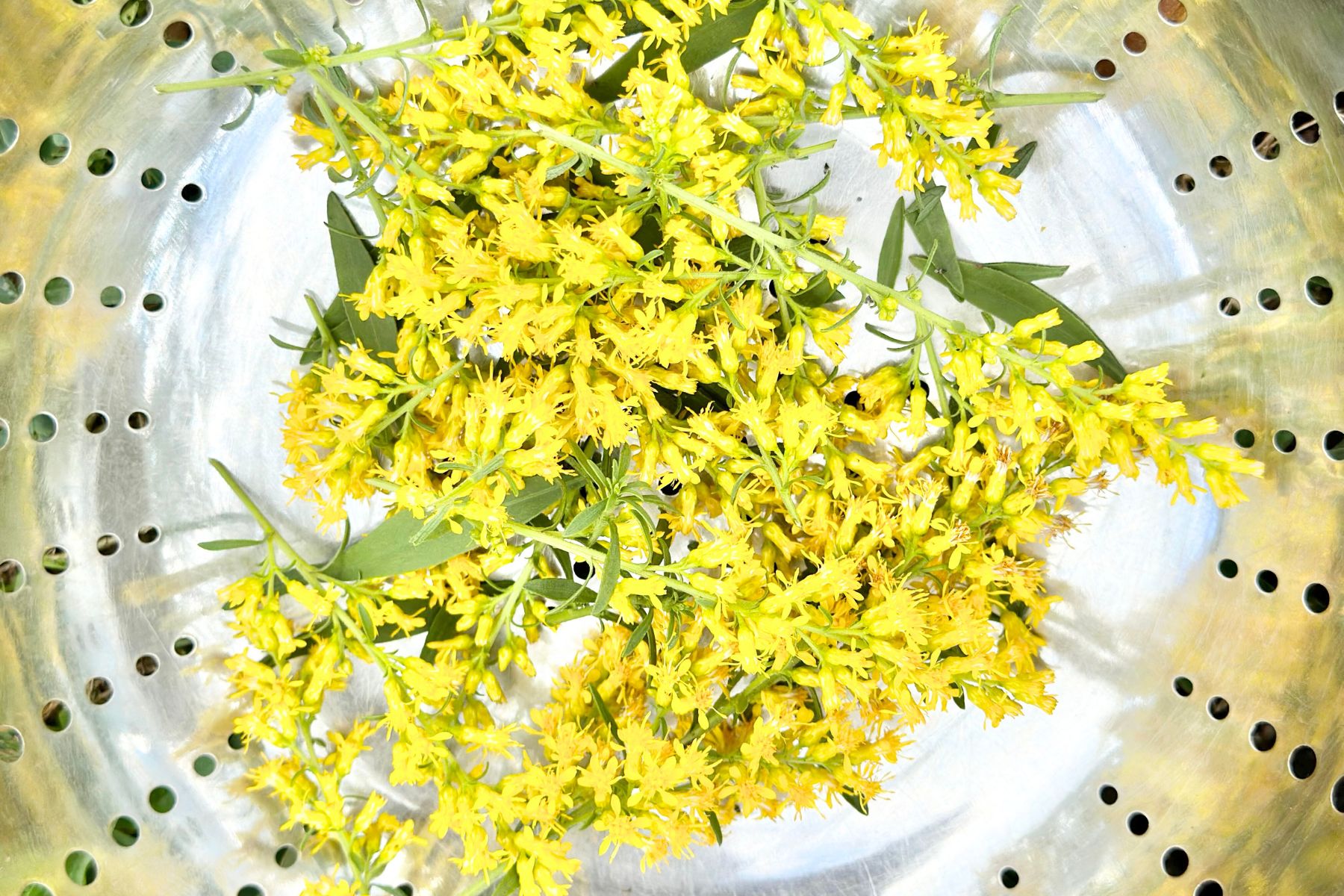 Homemade Goldenrod Tea Recipe (hot or iced) - Daily Tea Time